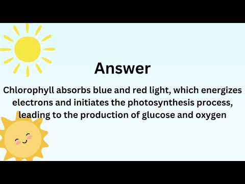 Why Do Plants need Sunlight