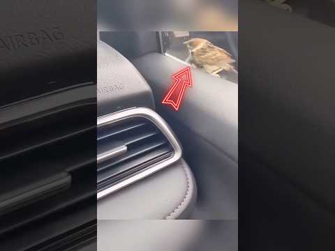 The bird and the woman become good friends #animals #pets #birds