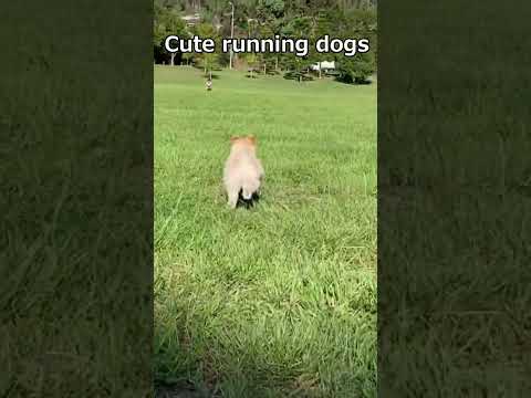 Maltipom with a distinctive running style. #Shorts #puppy #pomeranian #maltese