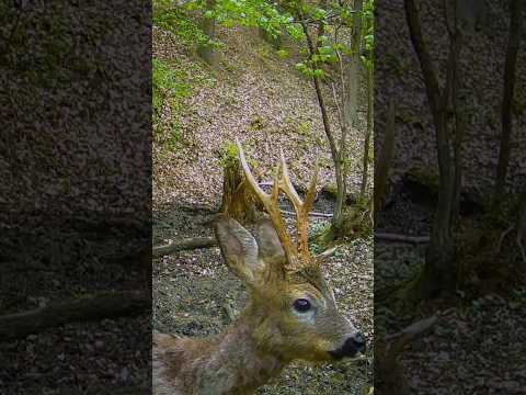 curious ROE DEER #shorts #nature #wildanimals