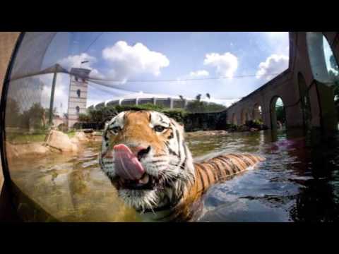 Why I Pretend To Be a Tiger | Ginger Guttner | TEDxLSU