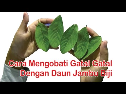 "Obat Herbal Kulit Gatal", Cara Mengobati Kulit Gatal Dengan "Manfaat Daun Jambu Biji"