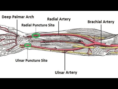 Anatomy of the radial artery ; Overview, Origin, Course, Branches, Functions, Clinical Significance