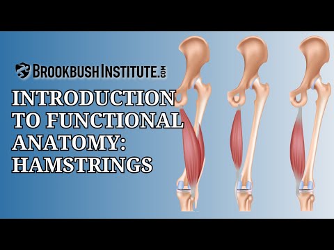Introduction to Functional Anatomy: Hamstrings