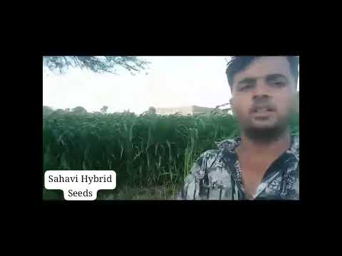 Experience share by Farmer👨🌾 with Sahavi Hybrid Seeds Field Crop | Sudan Grass | Sorghum Sudan Seed