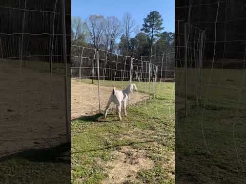 Tag 5945- Lot 4 in 2024 GTBNC Goat Sale