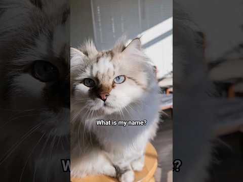 Guess My Name Challenge: The Closest Brown Object Reveals It! 😺