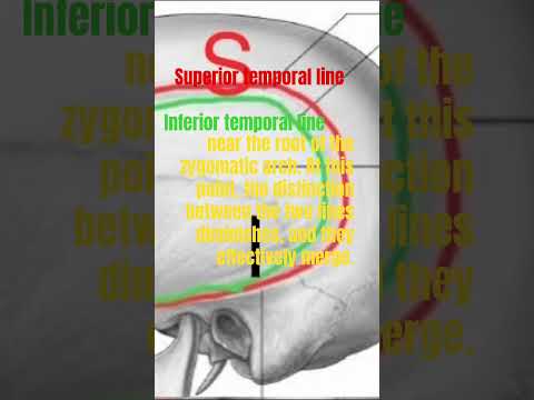 TEMPORAL LINES