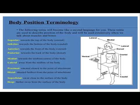 Introduction to PTA Review 3 - Planes, Movements & Terminology