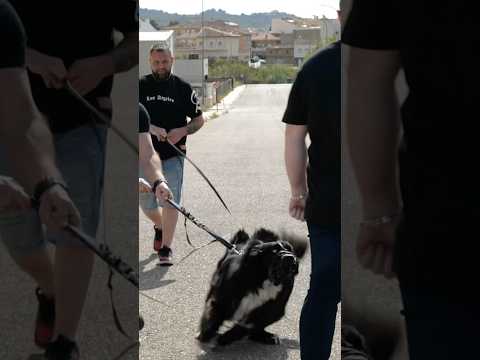 Pourquoi j'encourage ce chien à attaquer ➡️ décryptage !