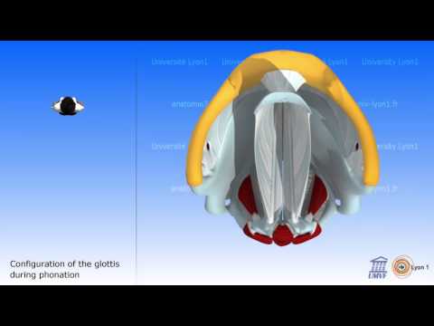 Vibration of the Vocal Folds