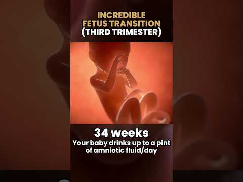 ✨ INCREDIBLE FETUS GROWTH (3rd Trimester) #shorts