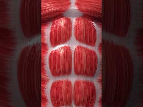 Introduction to Muscular System