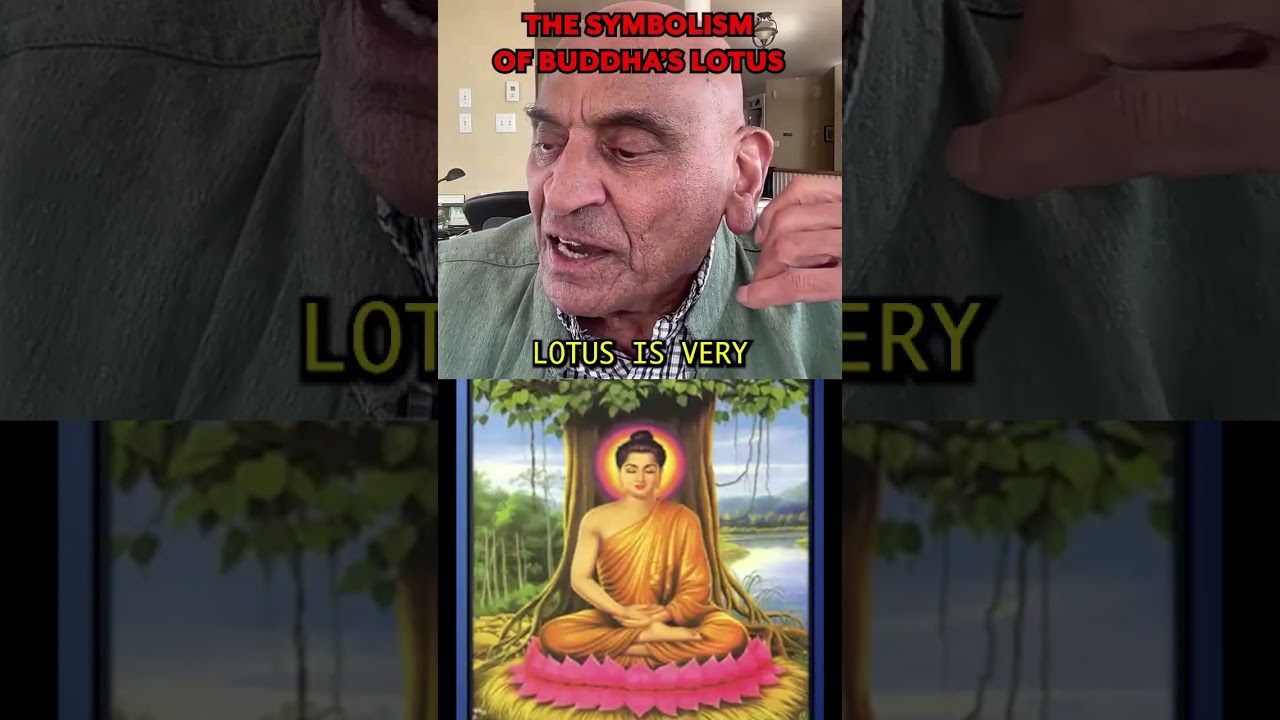 The Symbolism of Buddha's Lotus #buddha #lotusflower