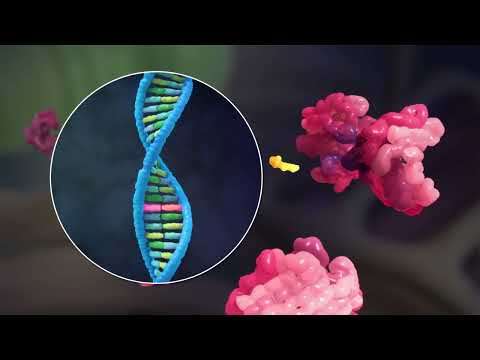 3D Video Understanding ATTR Amyloidosis