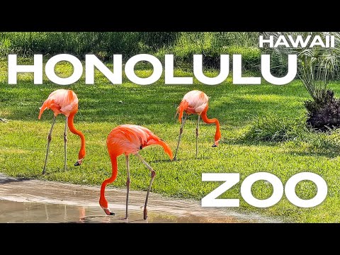 Honolulu Zoo - Oahu Hawaii 4K