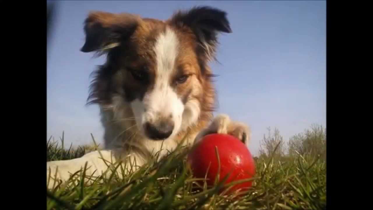 Sable border collie - Polly