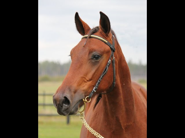 Bedazzled Sox | SRF Stable