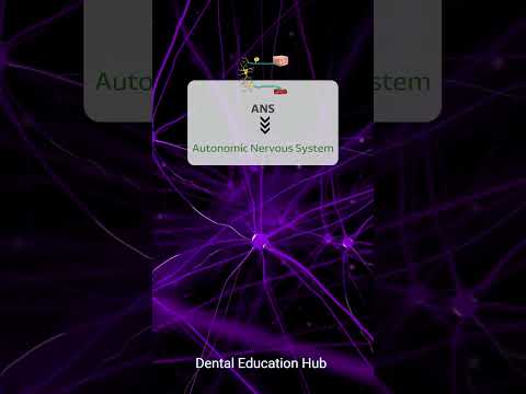 What does ANS stand for?
