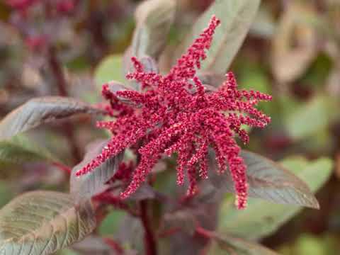 Amaranth Symbol of Immortality