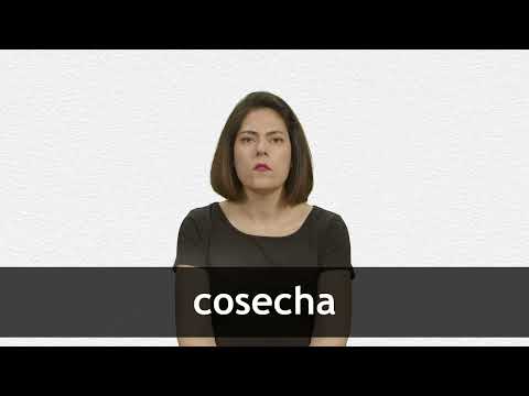English Translation of “COSECHA” | Collins Spanish-English Dictionary