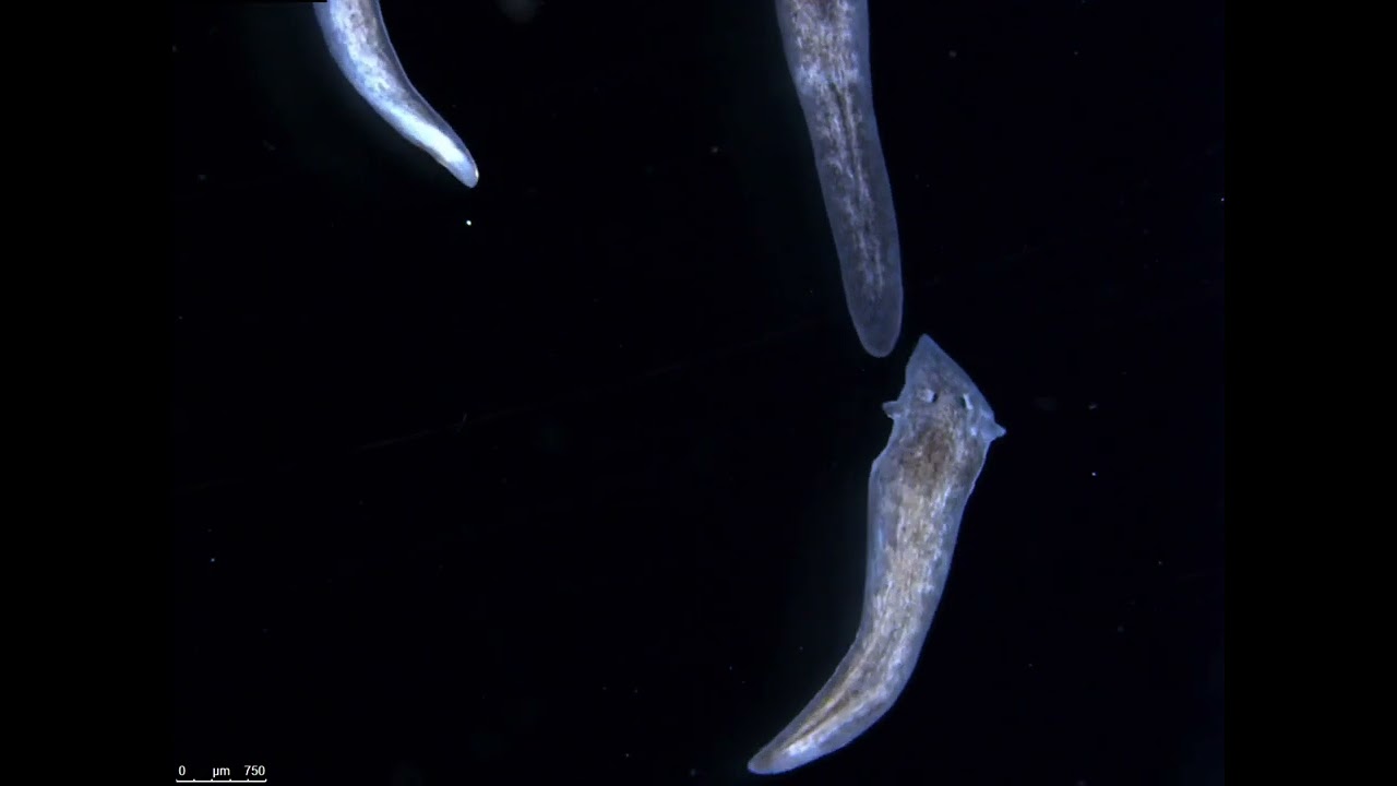Planaria Motility