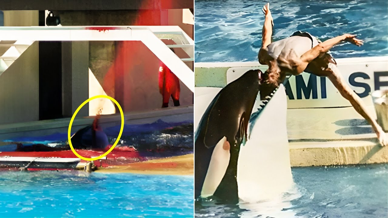 The Most Horrific Orca Attacks Marathon
