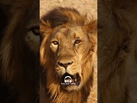 Zoo's Are Animal Prisons!! - Joe Rogan #jre #joerogan #animals