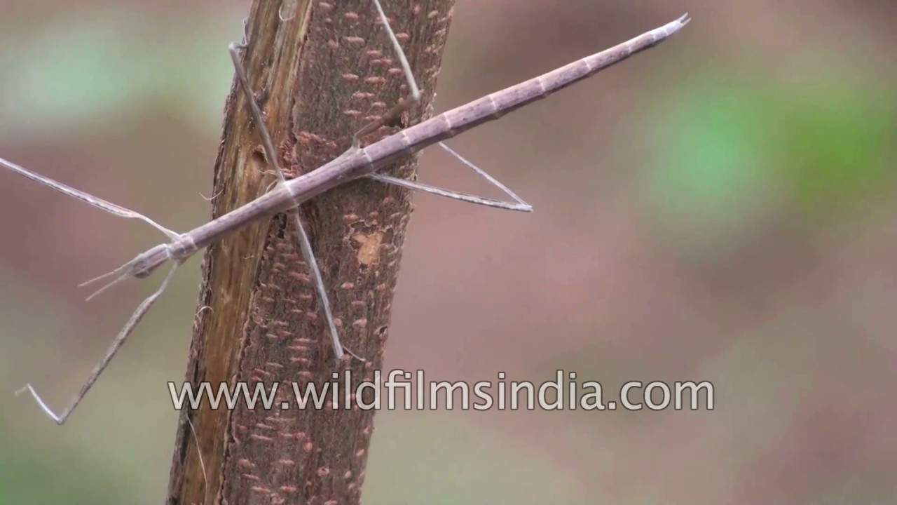 Stick insect or Phasmatodea