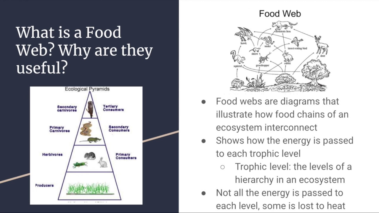 Ecosystems  Food Webs (High school)