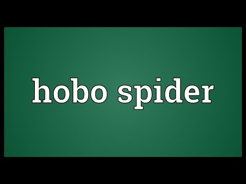 Hobo spider Meaning