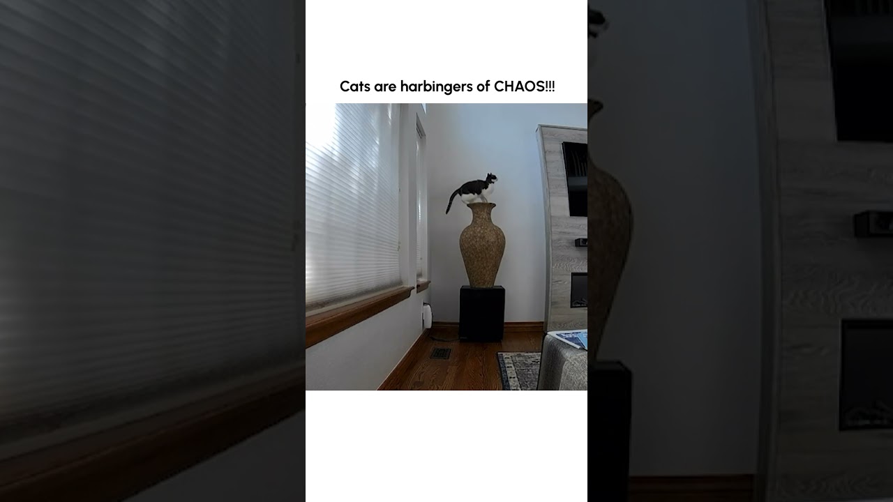 Funny Cat DESTROYS Pet Parent's Art!