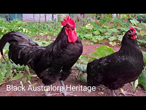 Black Australorp Heritage Breeders! Beautiful Birds @fjfreerangefarms #fjfarms #blackaustralorp
