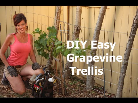 How to Build a DIY Easy Grapevine Trellis