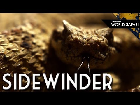 Sidewinder: Deadly Desert Snake