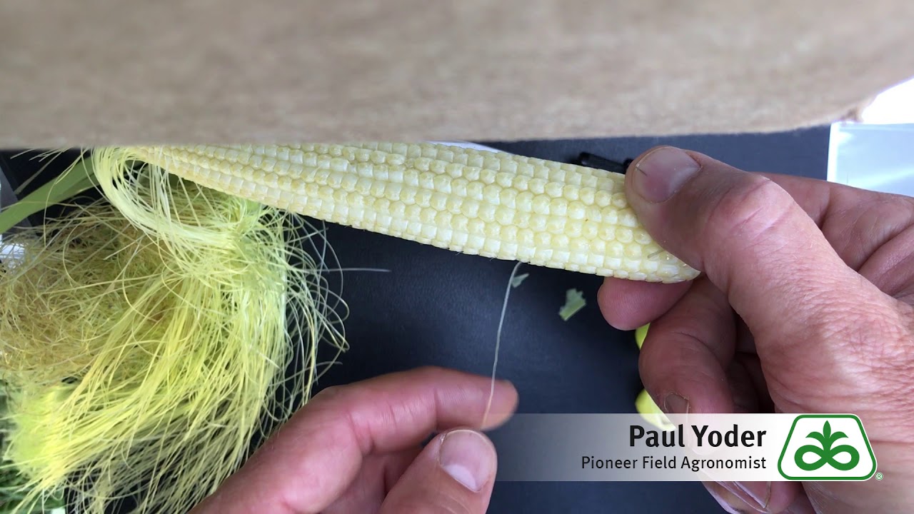 Determining Kernel Pollination in Your Corn