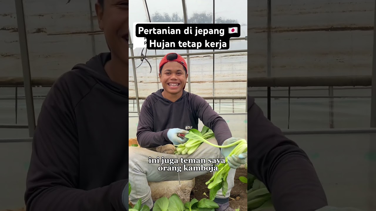 FARMING IN JAPAN, RAIN STILL WORKS | Japan Daily 6 #farmers #kenshusei #inJapan