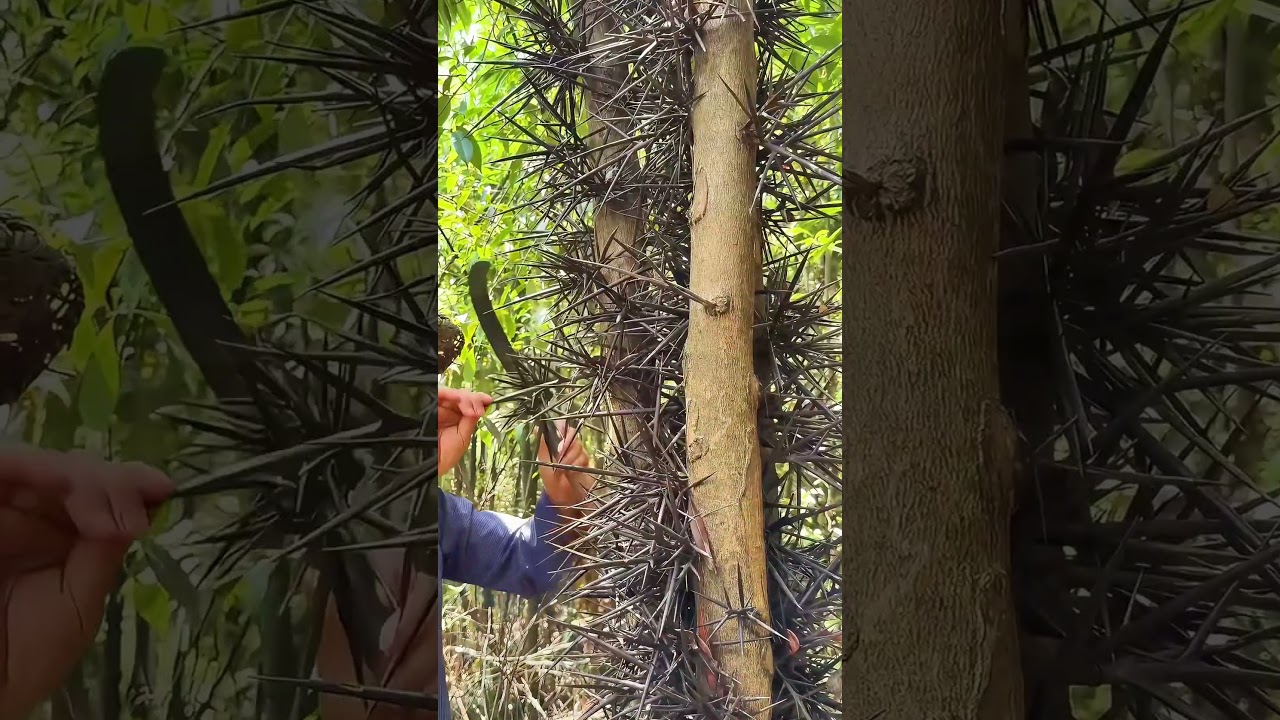 How to Safely Collect Long Spines from a Thorny Tree—No Pain, No Fear!