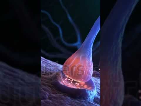 Synapse and Neuron cells sending electrical chemical signals . 3D animation.#physiology,#popular