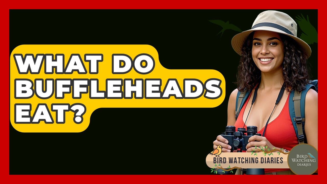 What Do Buffleheads Eat? - Bird Watching Diaries