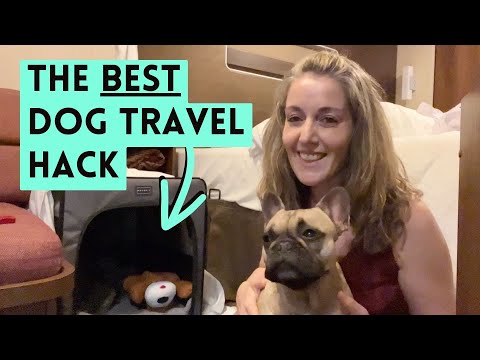 Taking Your Dog on a Cruise Ship: The BEST Travel Crate (Part 7)