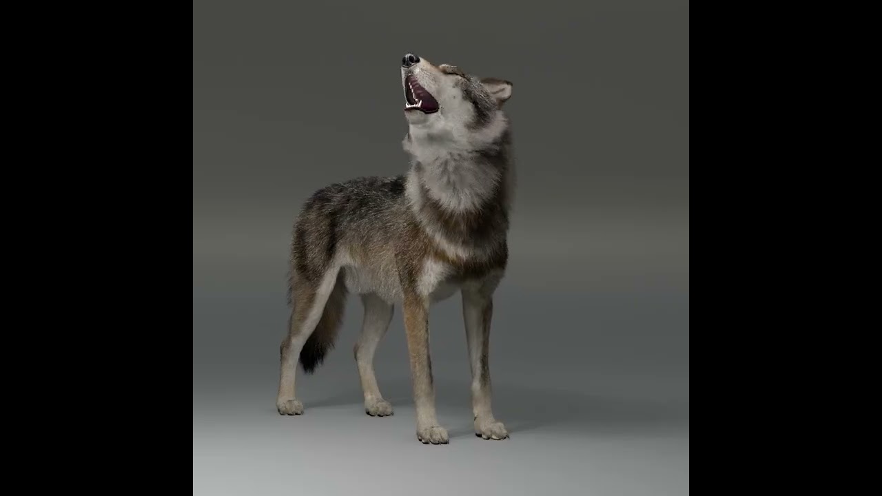 Wolf | Blender 3D Model