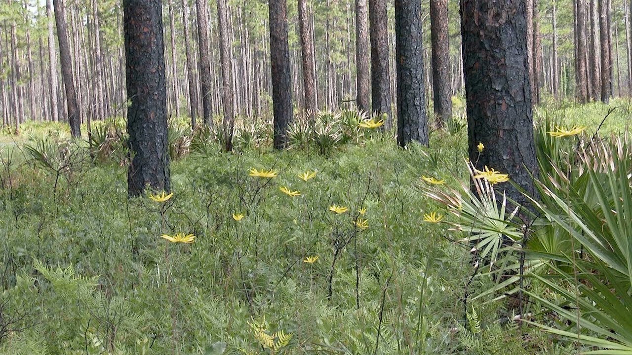 Longleaf Pine Flatwoods | Expeditions Shorts