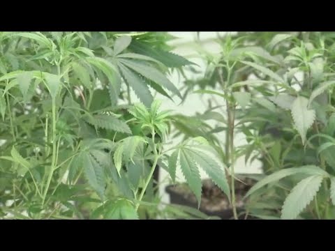 Medical marijuana frustrations