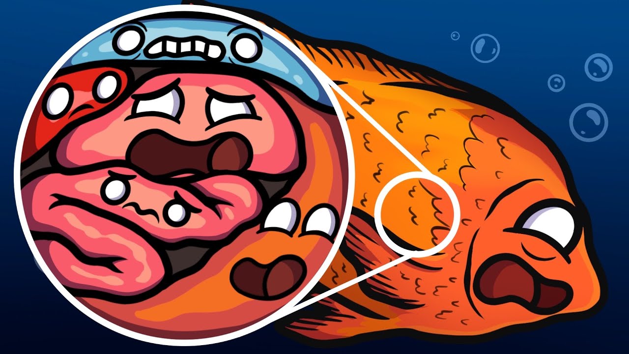 Are your organs different from a FISH's?