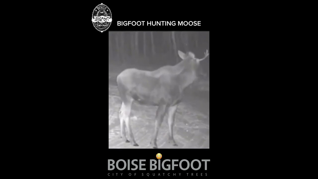 Bigfoot hunting moose | #shorts #cryptid #paranormal #yeti #bigfoot
