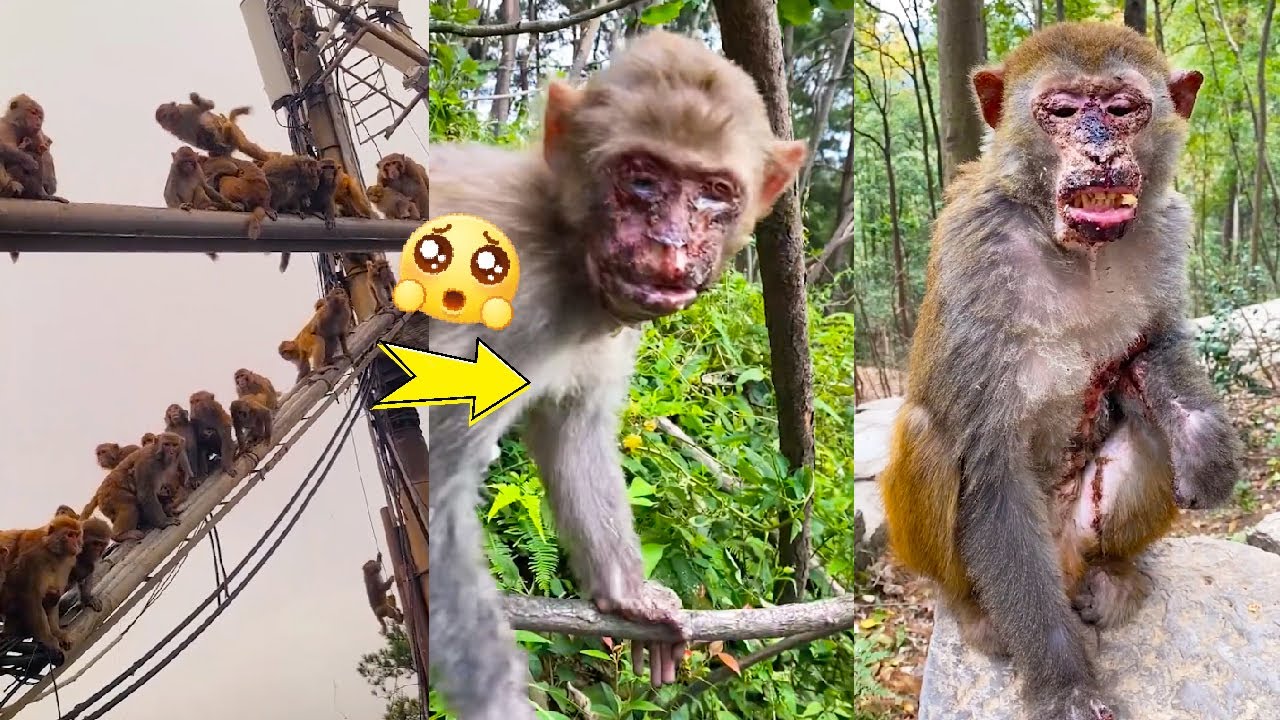 Stupid monkeys climbed on high voltage electricity and ended up getting burned.