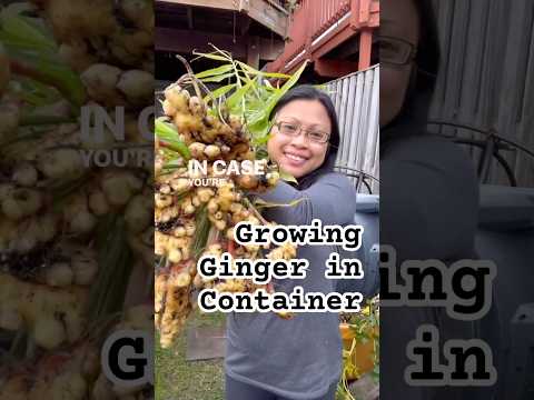 Tips Growing Ginger in Cold Climate From Planting to Harvest #gardeningtips #containergardening