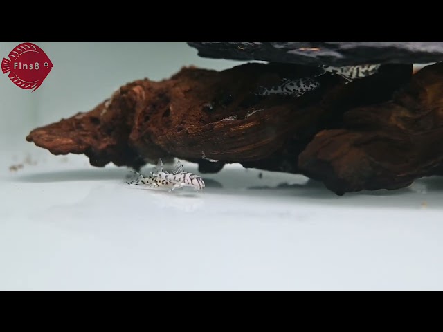 Super white pleco - Hypancistrus sp - L236 SW | Fish for Rehoming ...