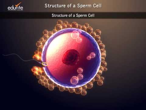 Structure of a Sperm Cell